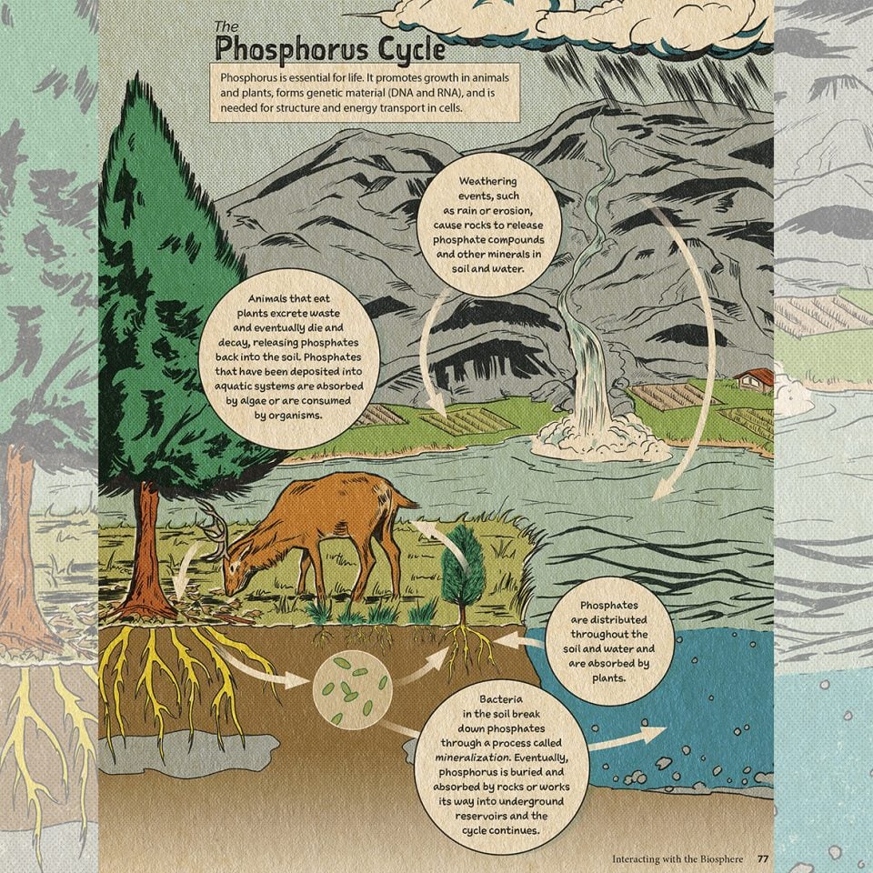 Van Saiyan / BJU Press / Biology textbook | Anna Goodson Illustration ...